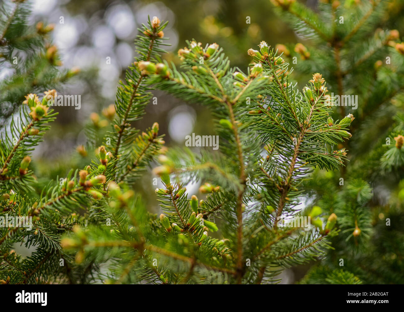 coniferous trees natural background. green forest. environmental ...