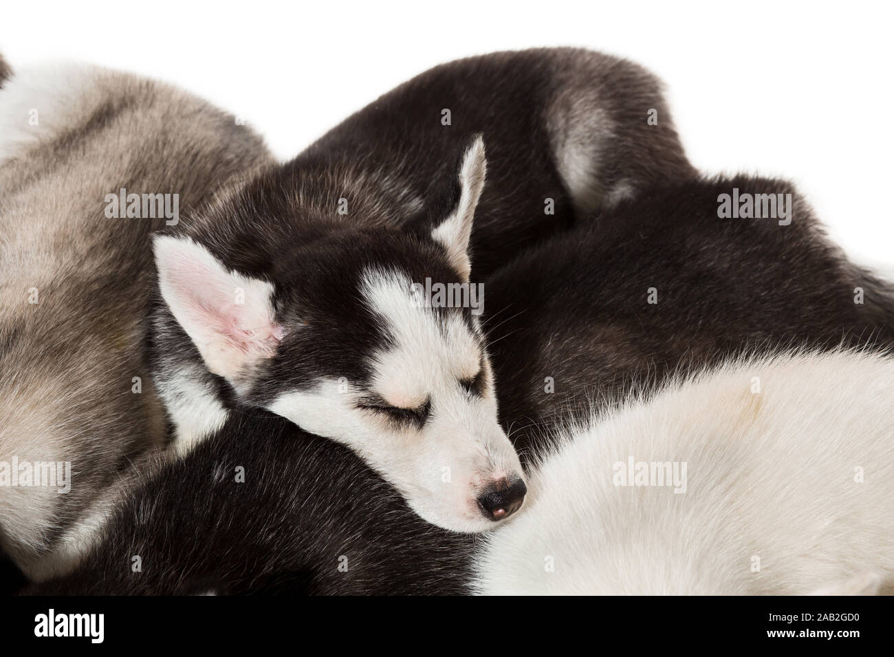 group of happy siberian husky puppies on white Stock Photo - Alamy