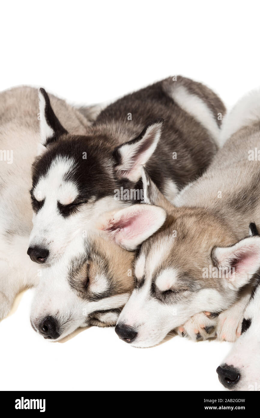 group of happy siberian husky puppies on white Stock Photo - Alamy