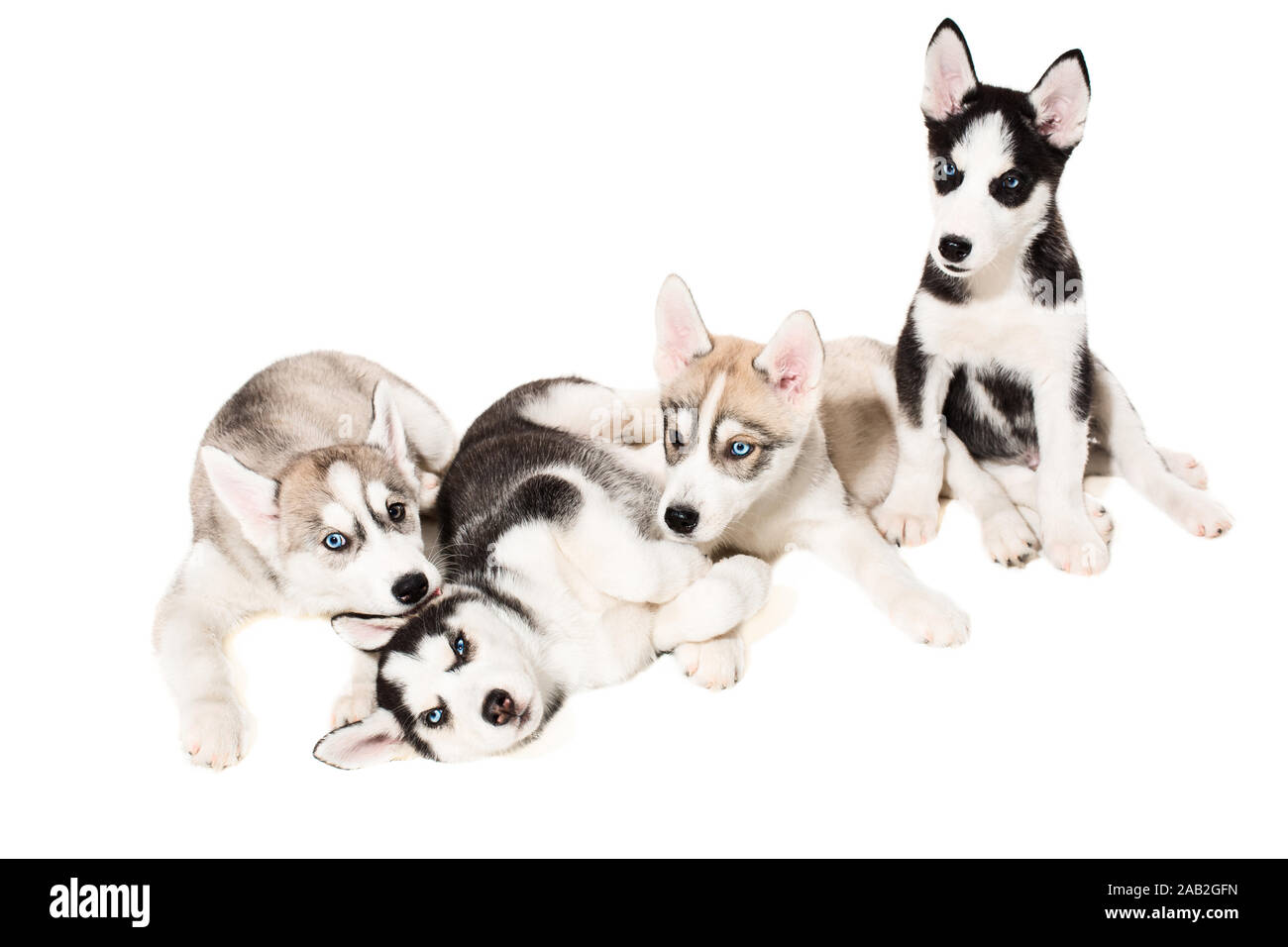 Siberian husky litter hi-res stock photography and images - Alamy