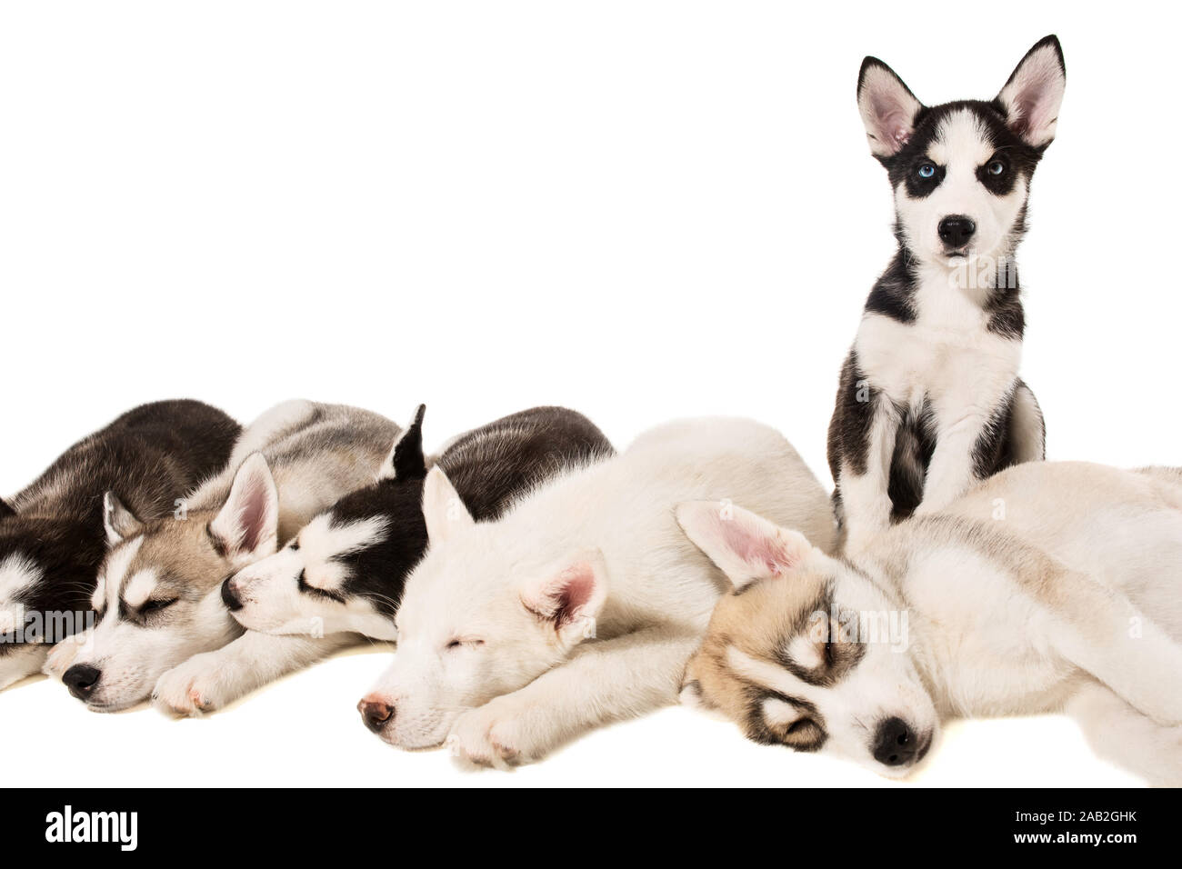 Group of puppies breed the Huskies isolated on white background Stock ...