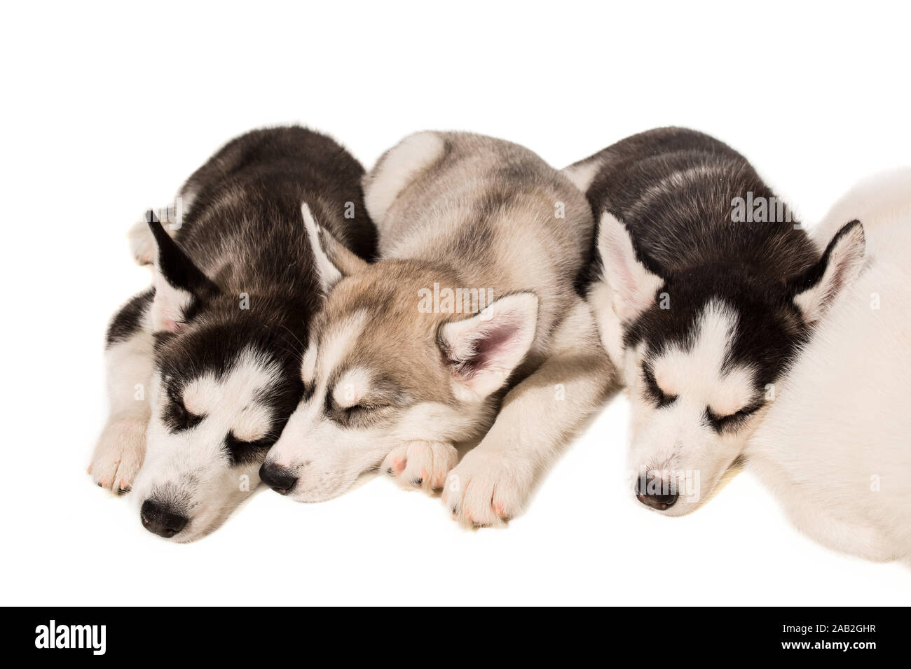 Group of puppies breed the Huskies isolated on white background Stock ...