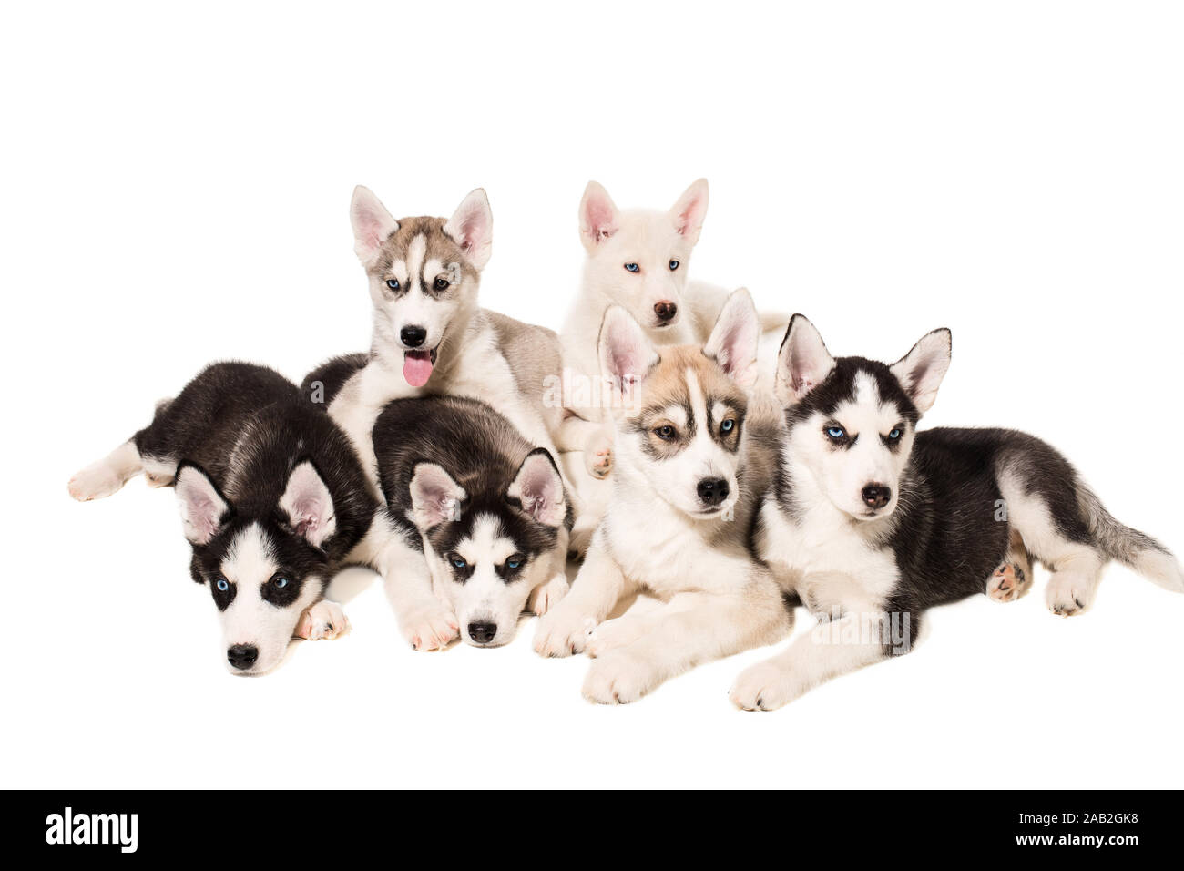 Group of puppies breed the Huskies isolated on white background Stock ...