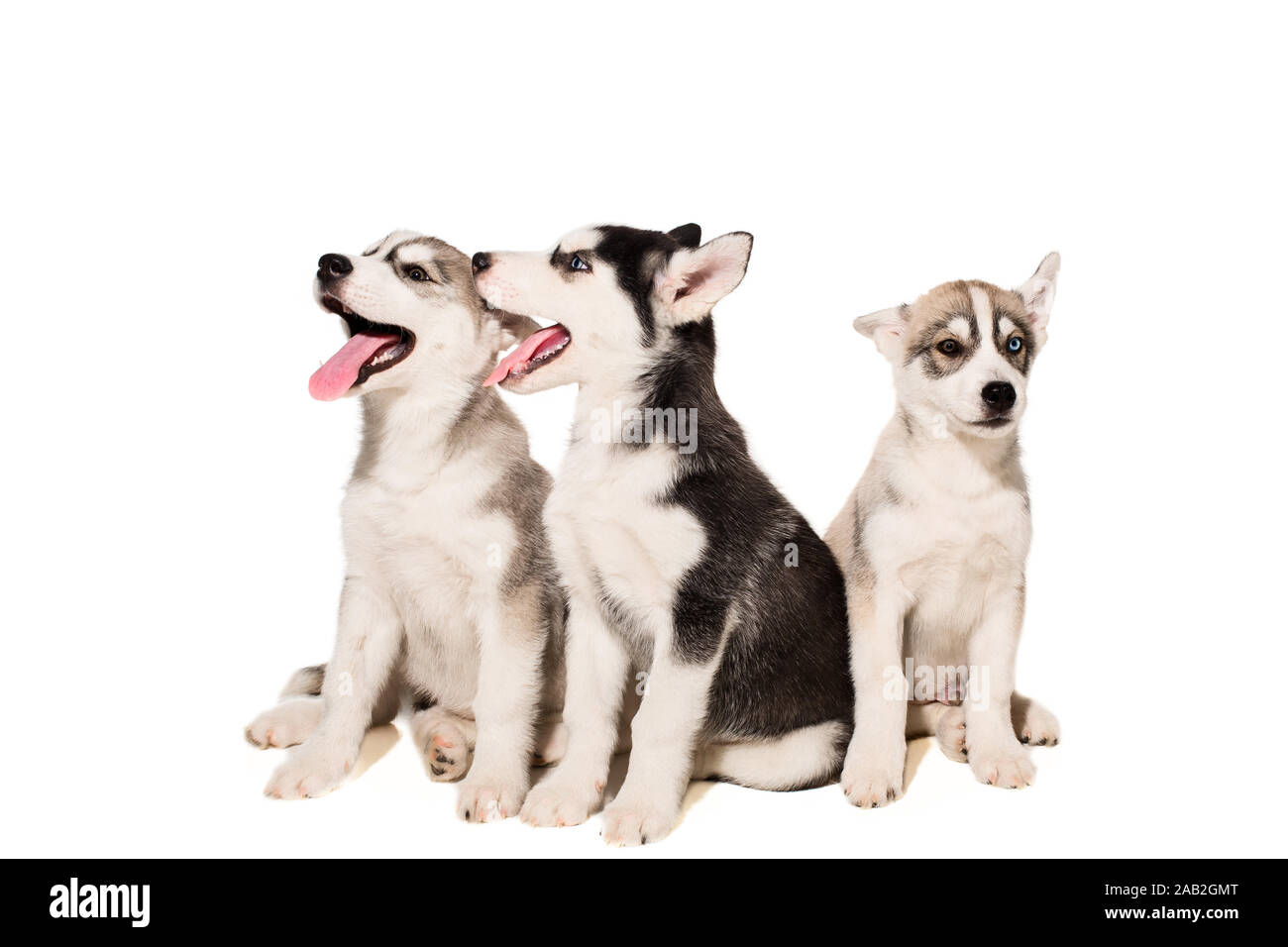 Group of puppies breed the Huskies isolated on white background Stock ...