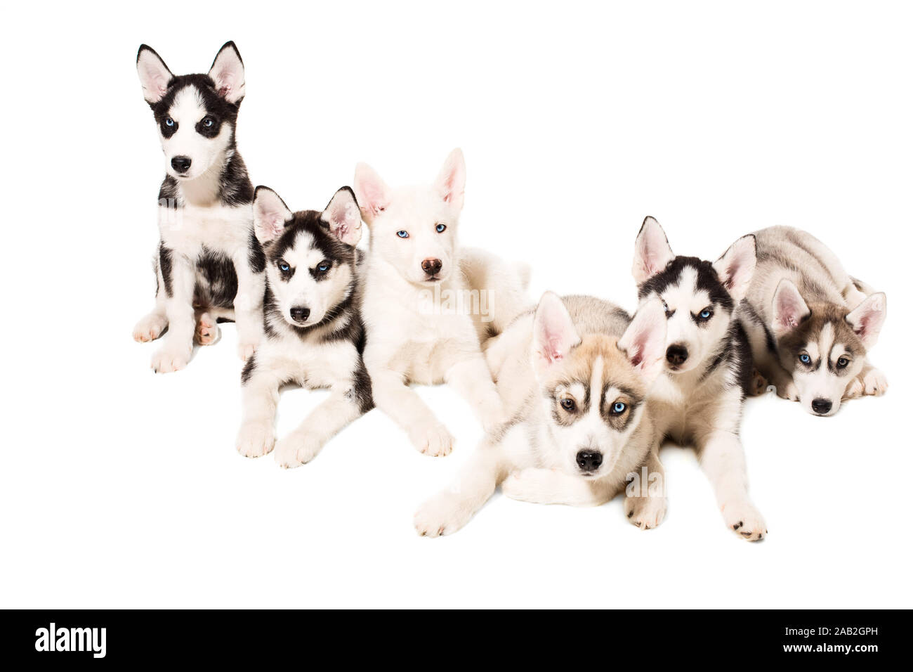 Group of puppies breed the Huskies isolated on white background Stock ...