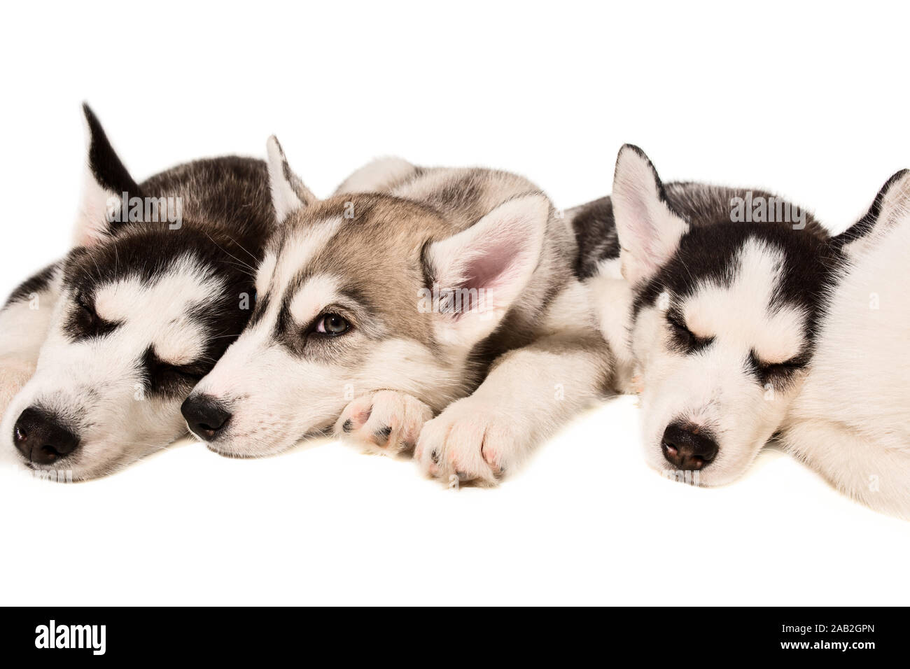 Group of puppies breed the Huskies isolated on white background Stock ...