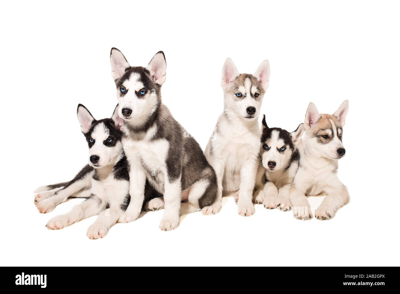 Group of puppies breed the Huskies isolated on white background Stock ...