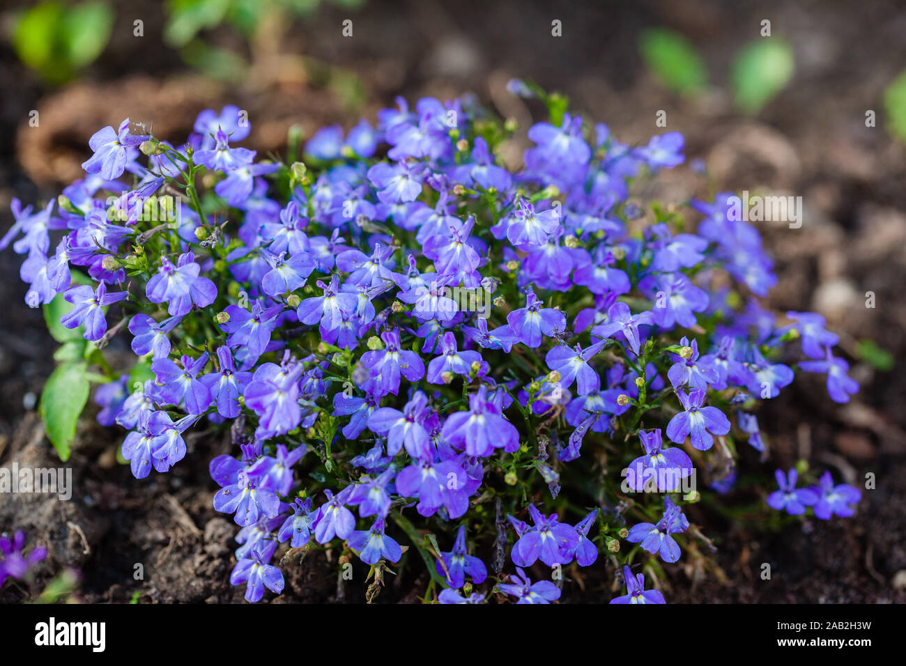 Trailing Lobelia Sapphire High Resolution Stock Photography and Images - Alamy