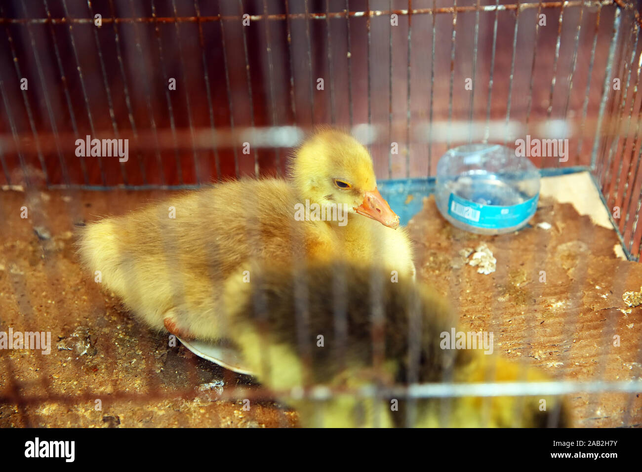 Ducklings.Bright ducklings crowd in a cage.Yellow lumps were frightened ...