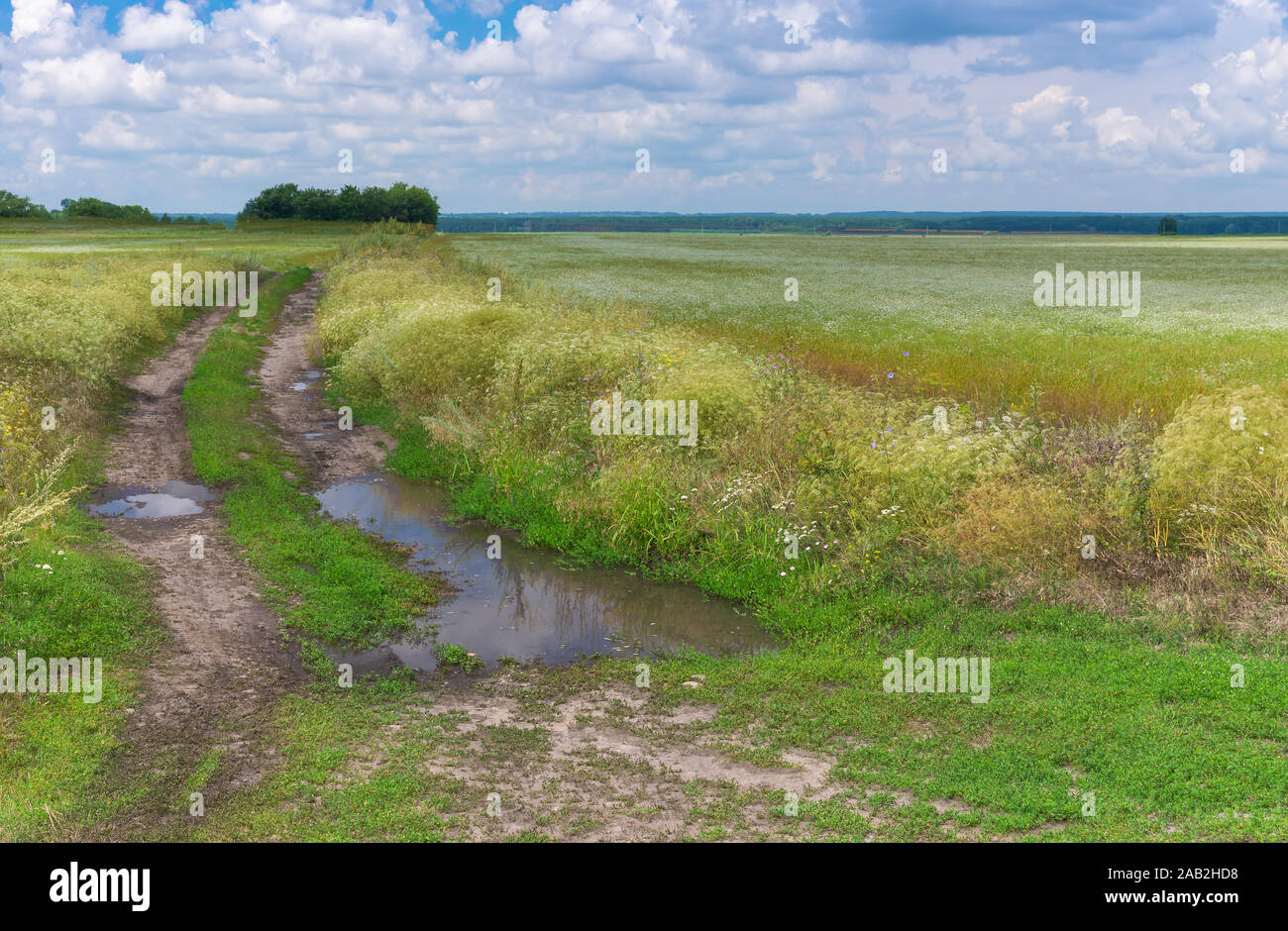 Landscape with dirty road between flowering coriander fields at summer ...