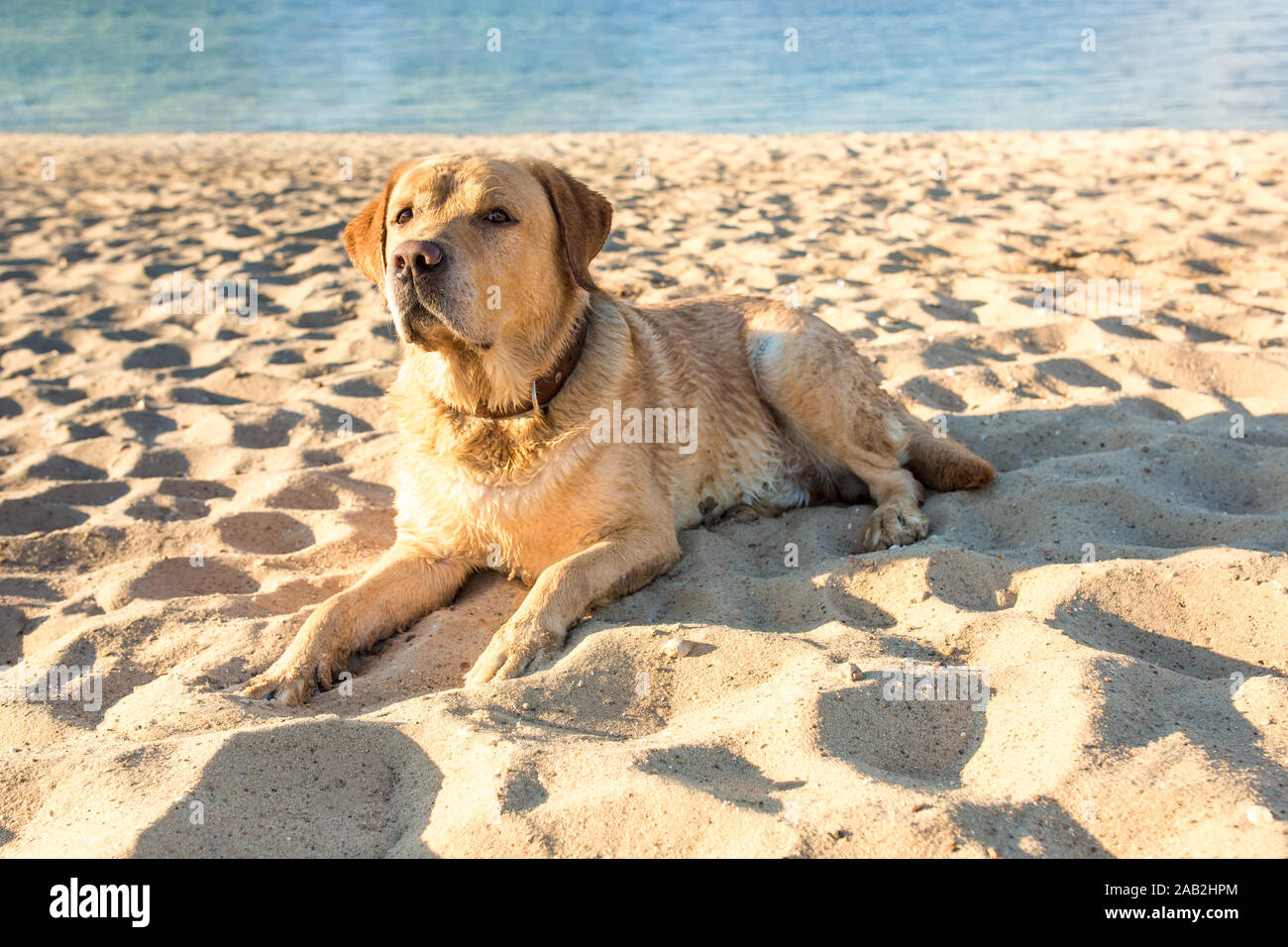 Old yellow dog Labrador Retriever is lying on the beach with full of ...