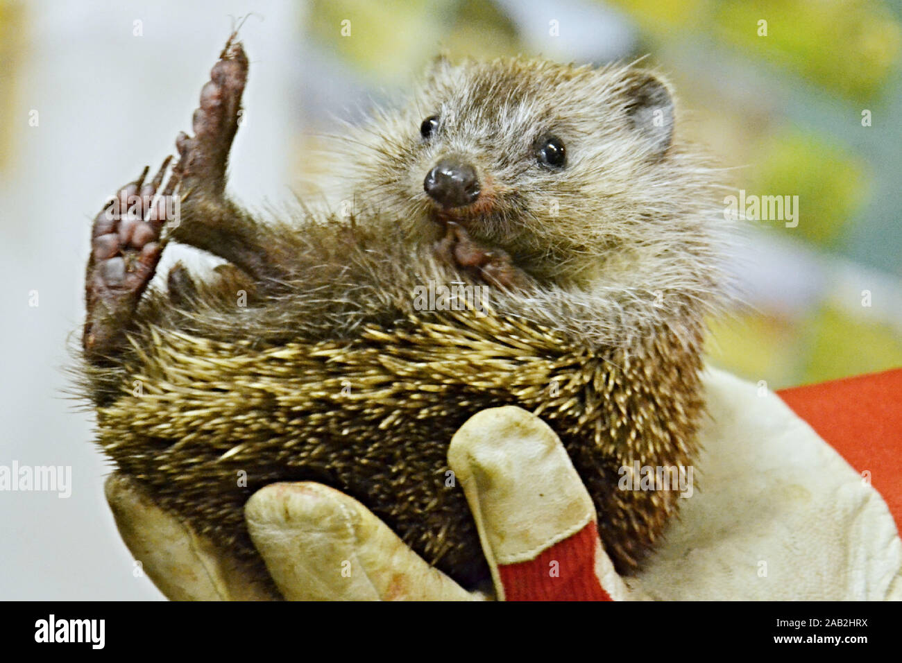 Western European Hedgehog, Erinaceus europaeus, Prostejov, Czech ...