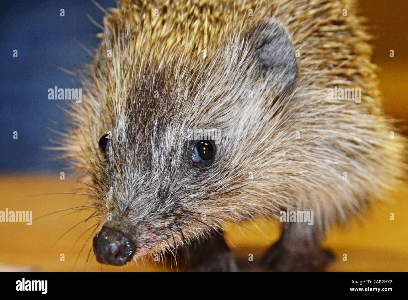 Western European Hedgehog, Erinaceus europaeus, Prostejov, Czech ...