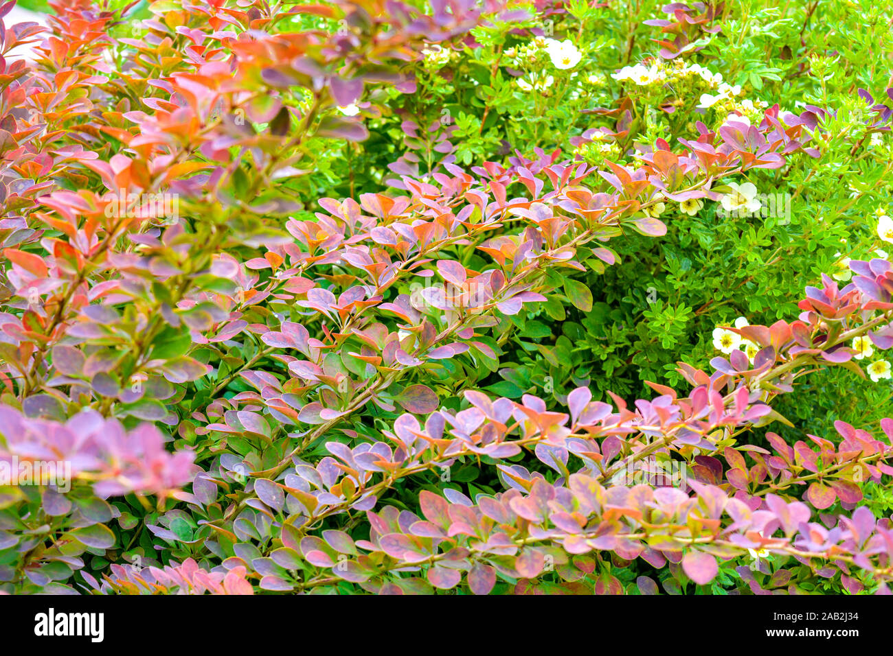 Garden ornamental bush with long single branches growing from the ...