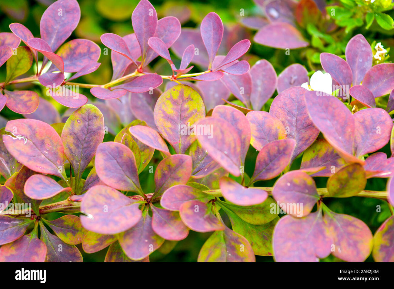 Garden ornamental bush with long single branches growing from the ...