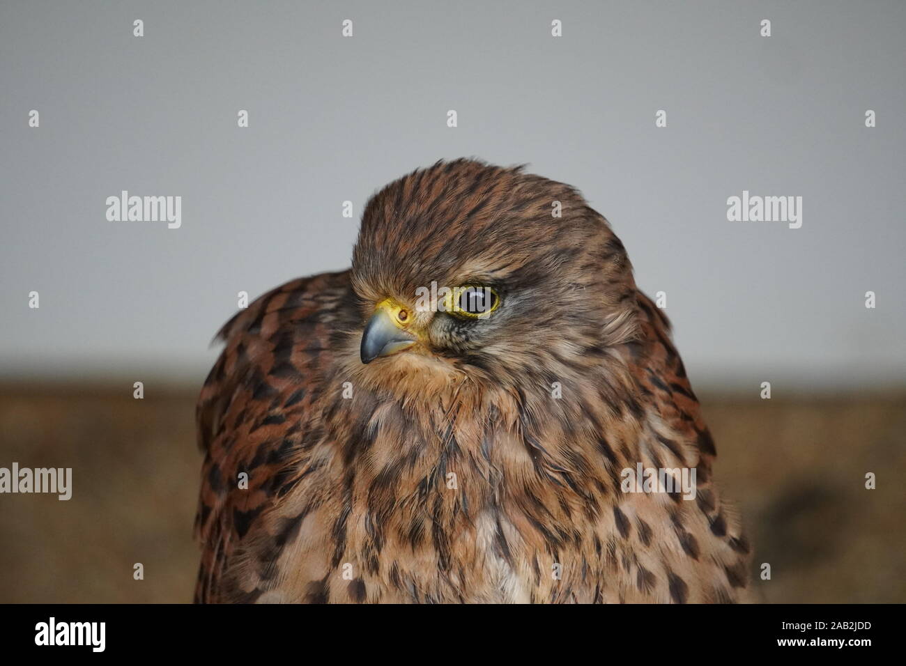 Common kestrel eurasian hi-res stock photography and images - Alamy