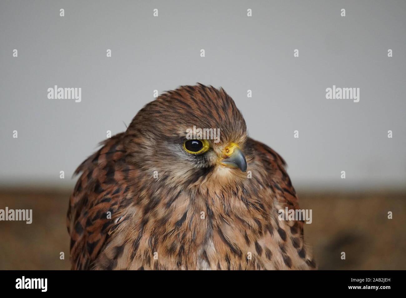 Old world kestrel hi-res stock photography and images - Alamy