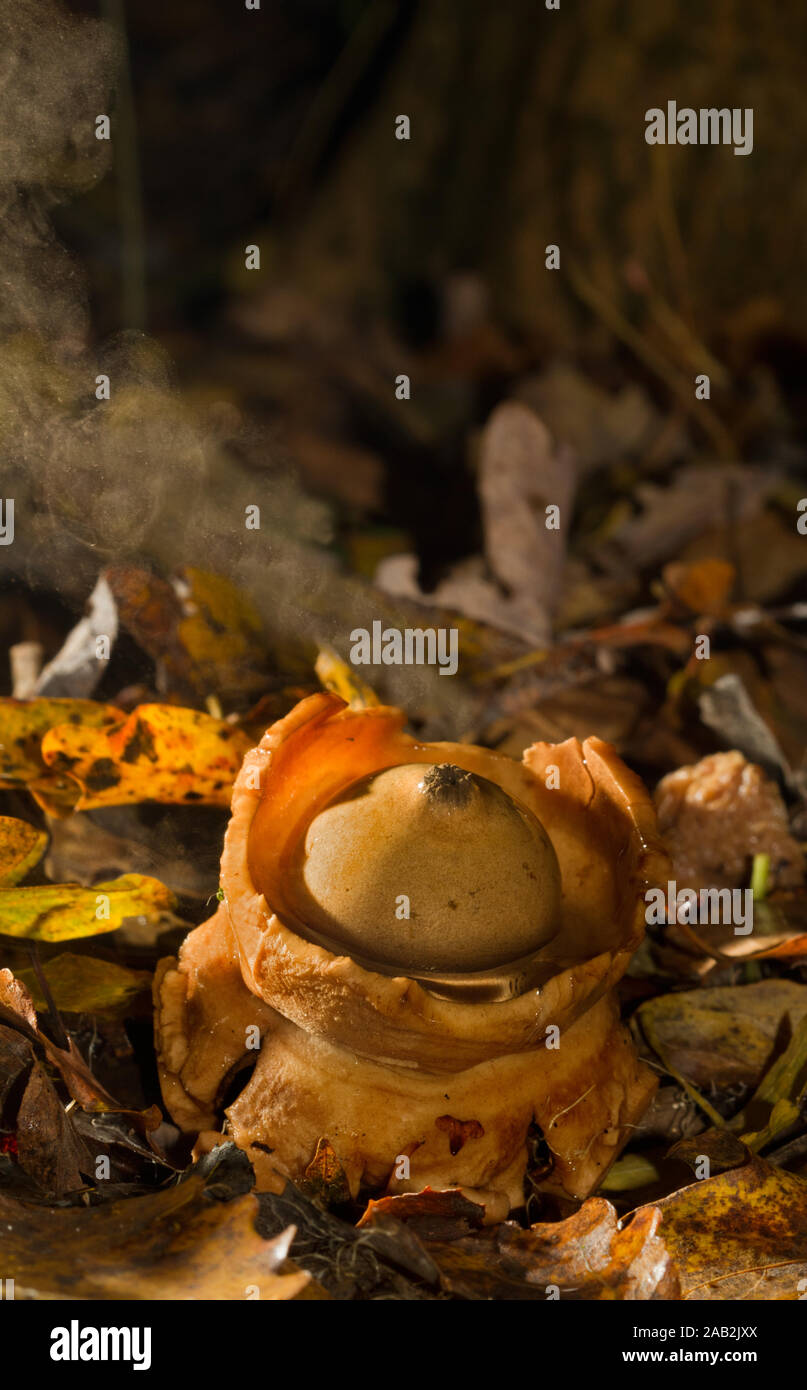 Fungus puffball spores reproduction hi-res stock photography and images ...