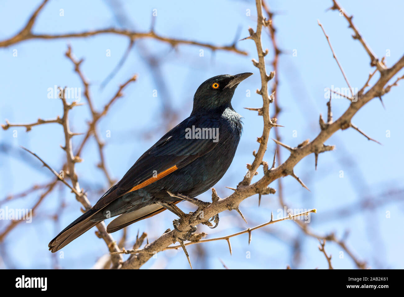 Pale-winged starling (Onychognathus nabouroup) sitting on a branch ...