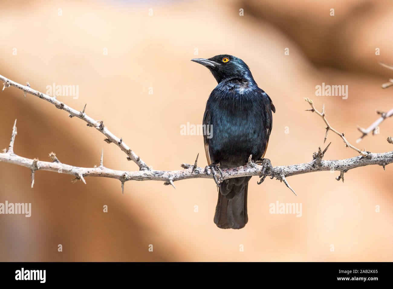 Pale-winged starling (Onychognathus nabouroup) sitting on a branch ...