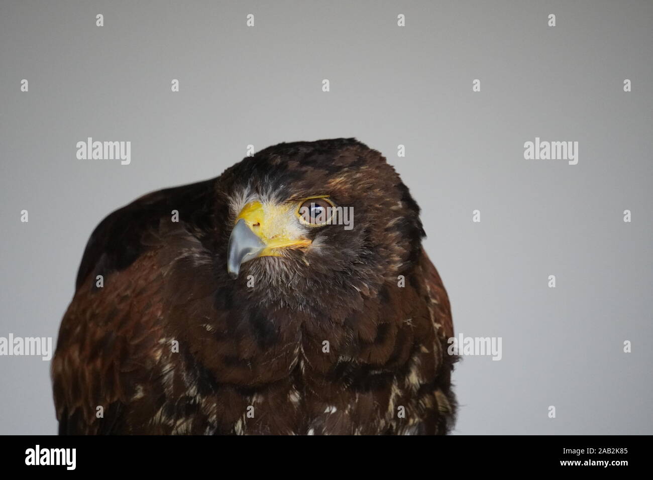 Cute hawk hi-res stock photography and images - Alamy