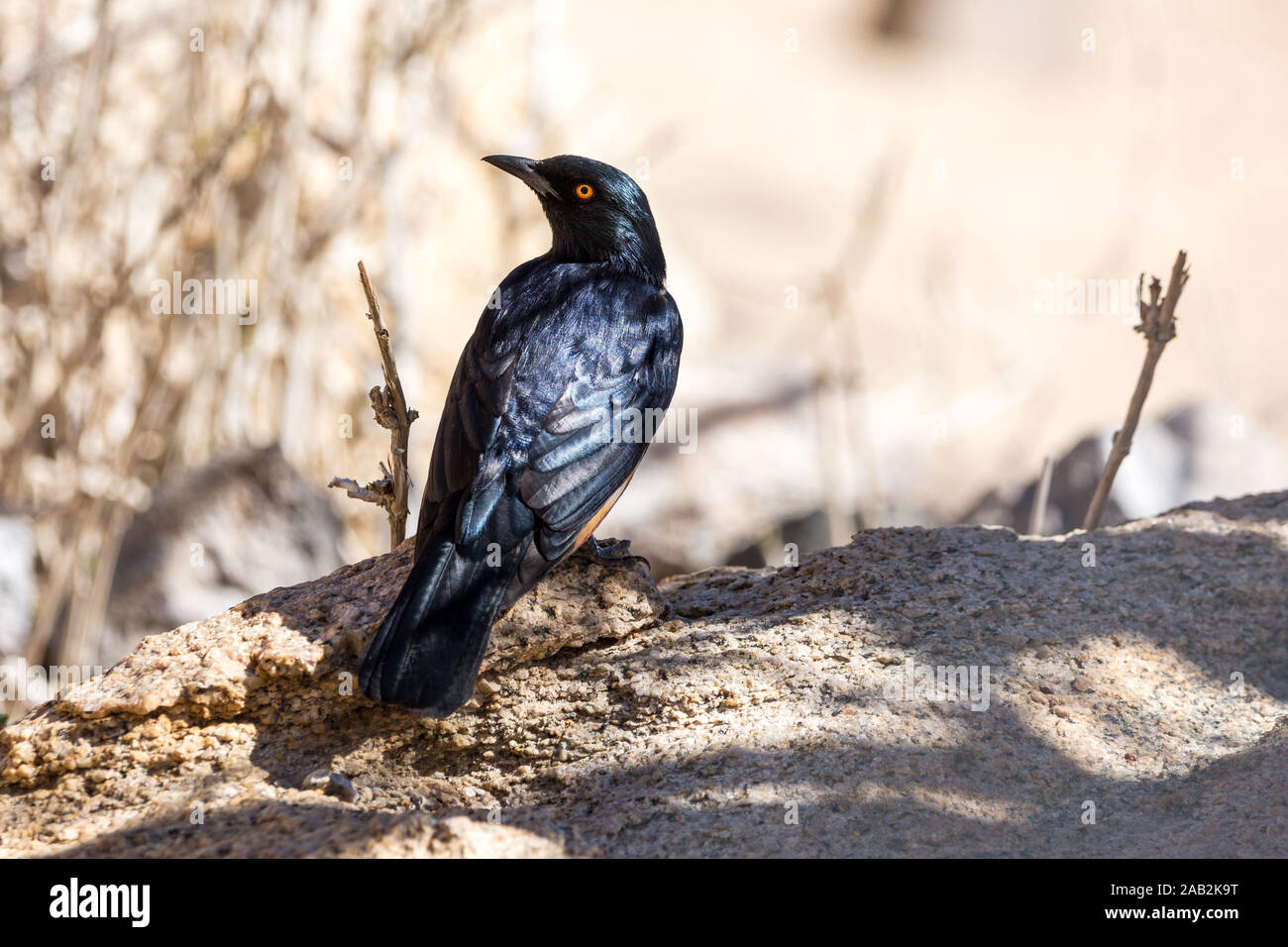 Pale-winged starling (Onychognathus nabouroup) sitting on a stone ...