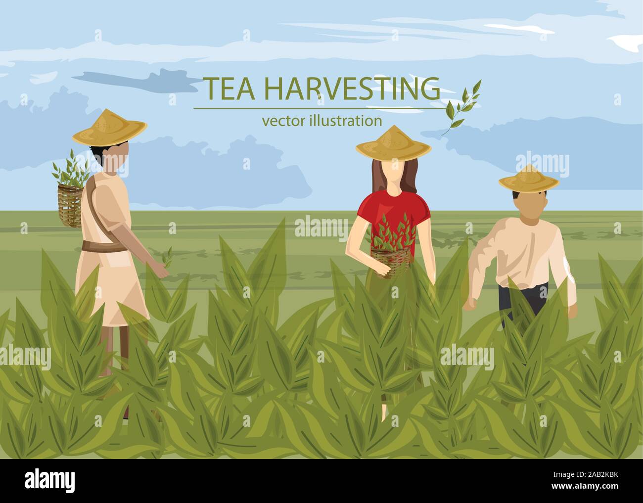 Asian people harvesting tea with basket. Wearing hats. Cloudy sky ...