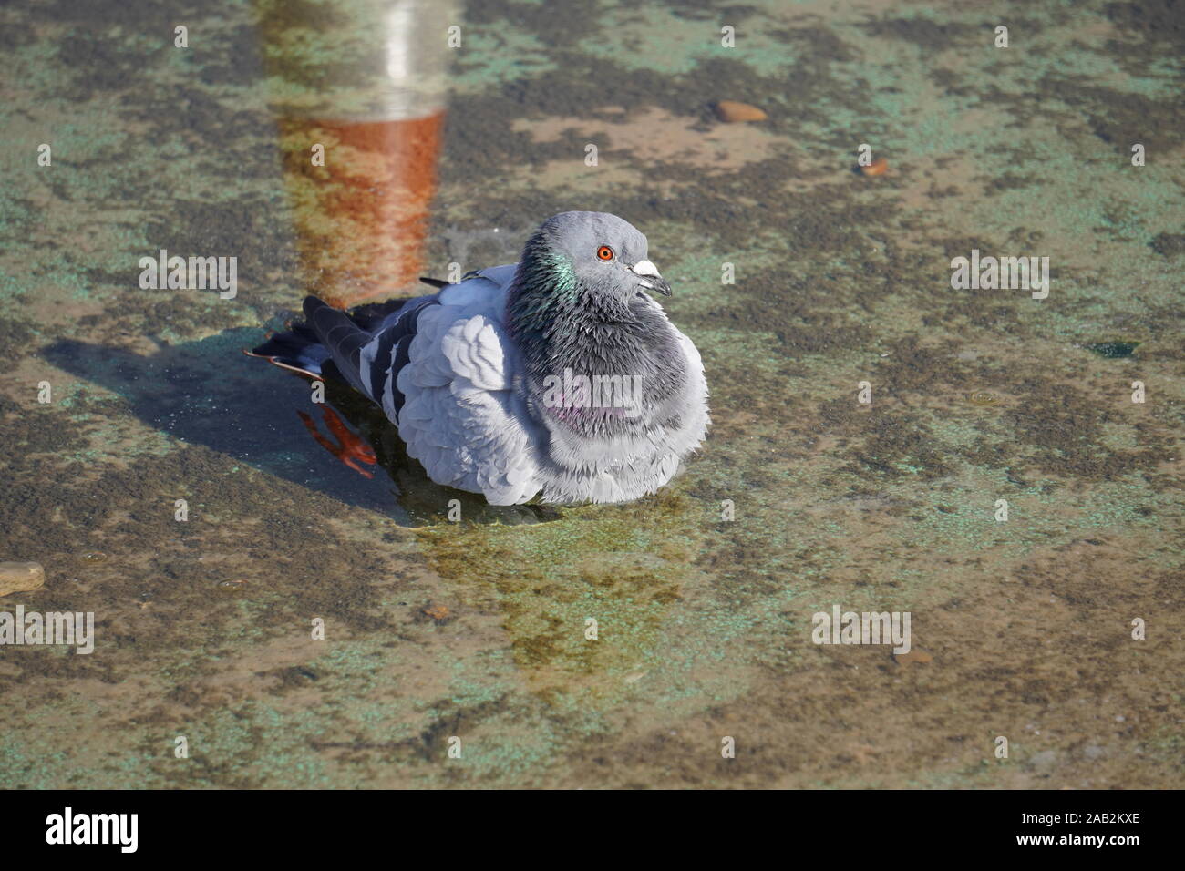 Cute dove hi-res stock photography and images - Alamy