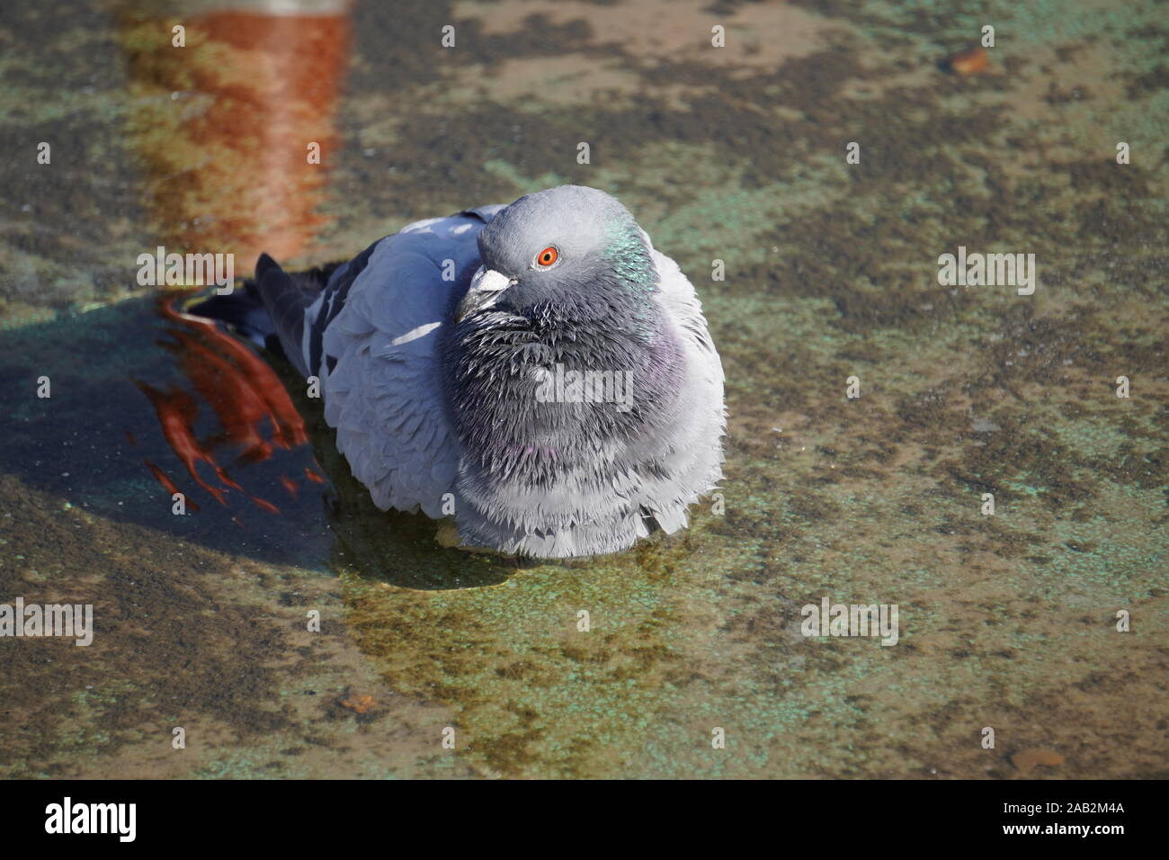 Columbiformes hi-res stock photography and images - Alamy