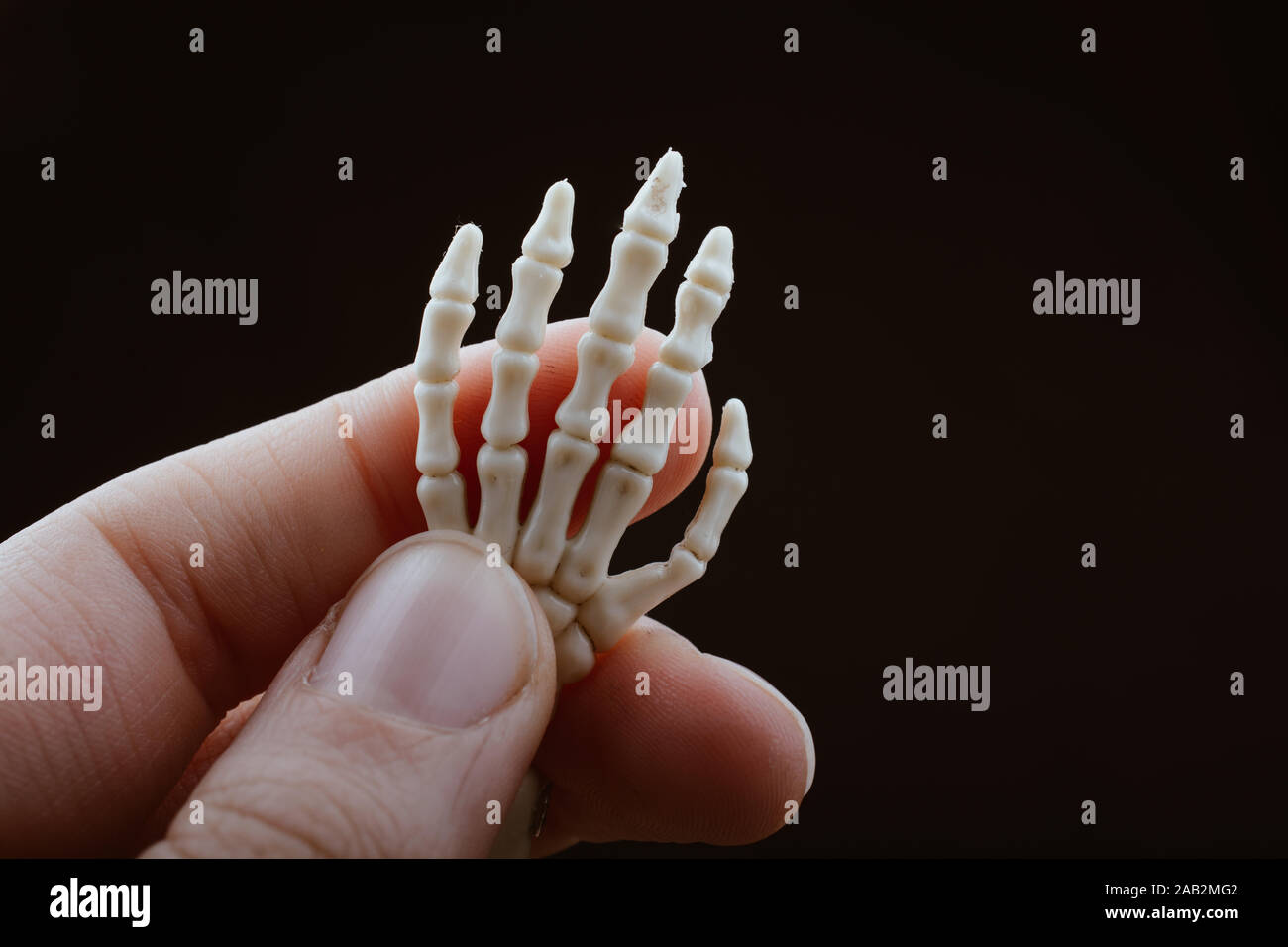 Human skeleton hand model for medical anatomy science Medical clinic ...