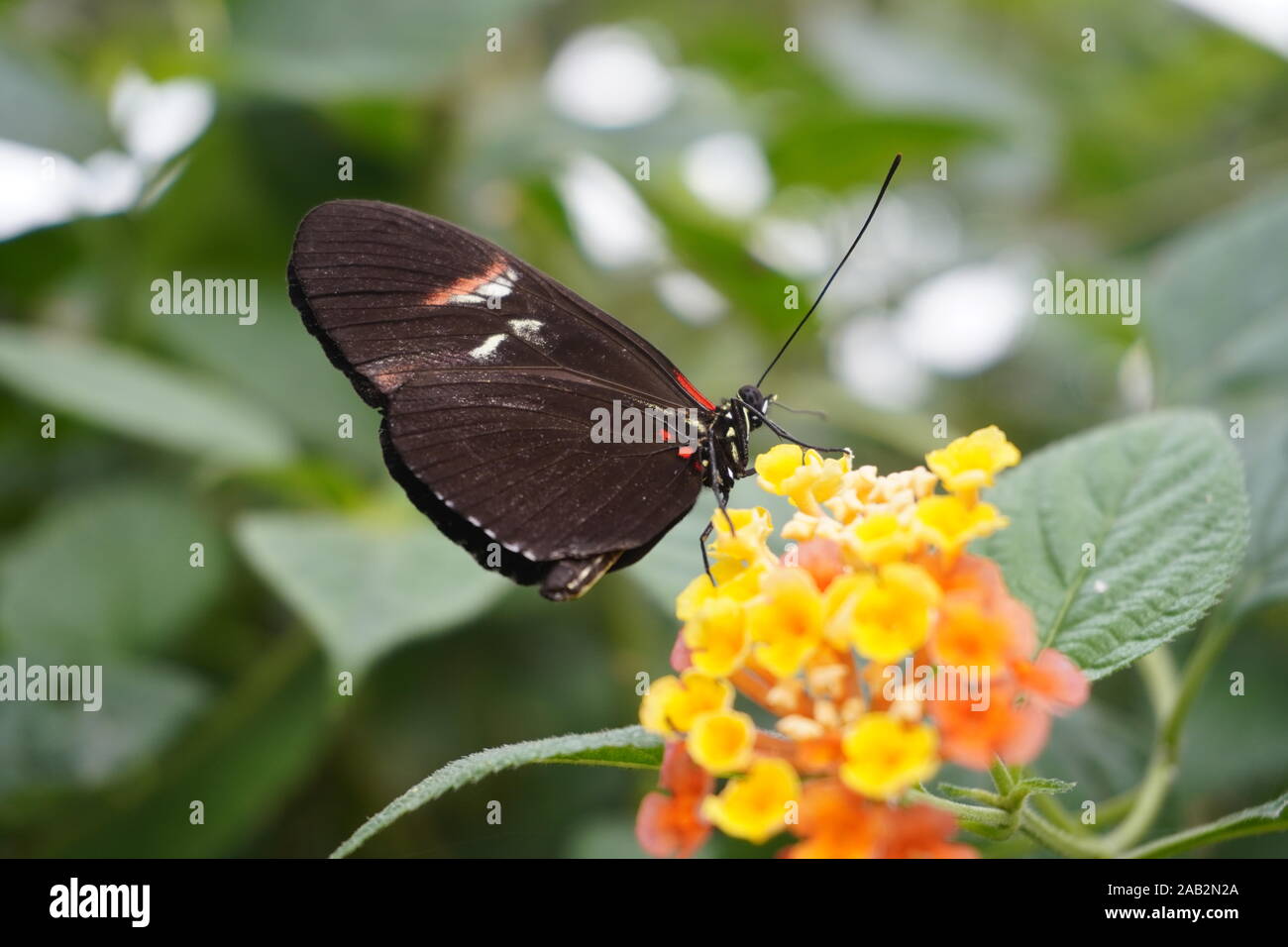 Mexican longwing hi-res stock photography and images - Alamy