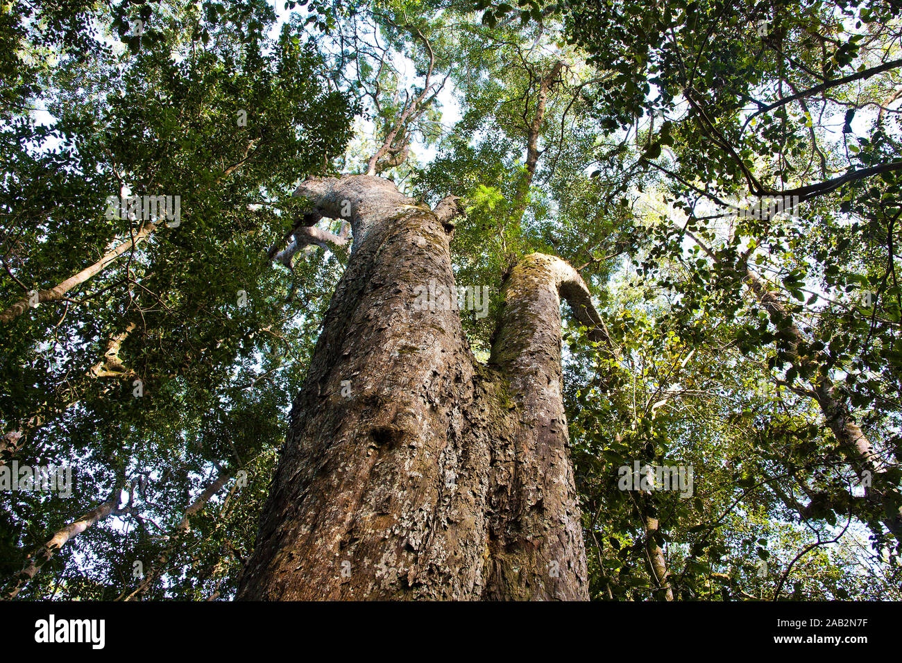 Yellowwood tree hi-res stock photography and images - Alamy