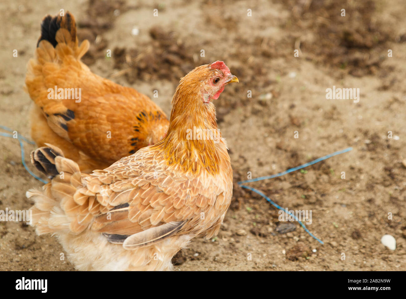 Chicken walking in the yard hi-res stock photography and images - Alamy