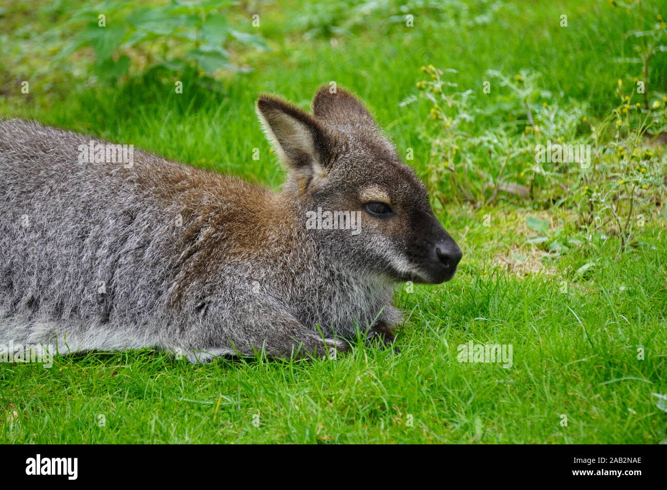 Red necked wallaby Stock Photo - Alamy