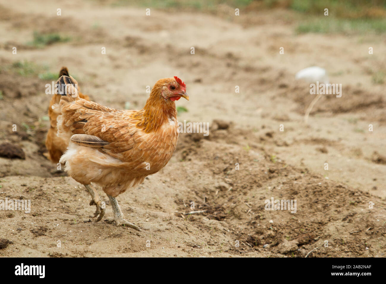Red hen walking in the yard. Poultry farm. Hen on the ground Stock ...