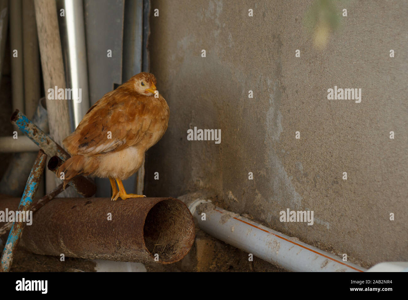Red little chicken sitting on a rusty metal pipe in old farm barn ...