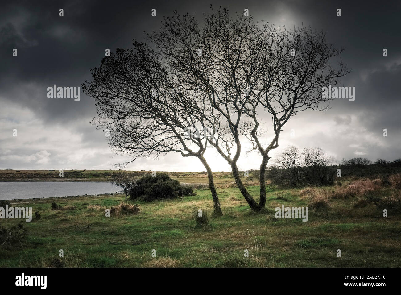 Trees growing at a windswept Colliford Lake on Bodmin Moor in Cornwall ...