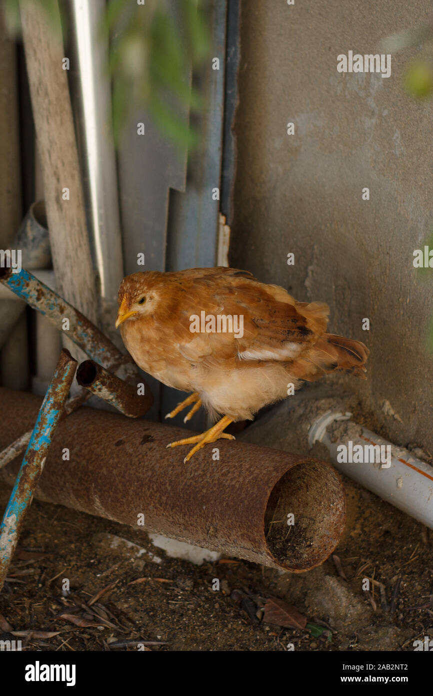 Red little chicken sitting on a rusty metal pipe in old farm barn ...