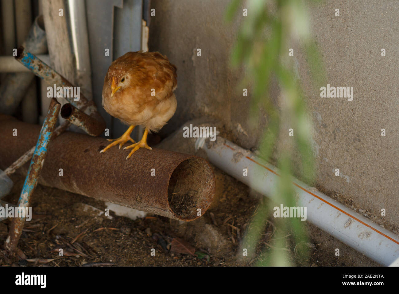 Red little chicken sitting on a rusty metal pipe in old farm barn ...