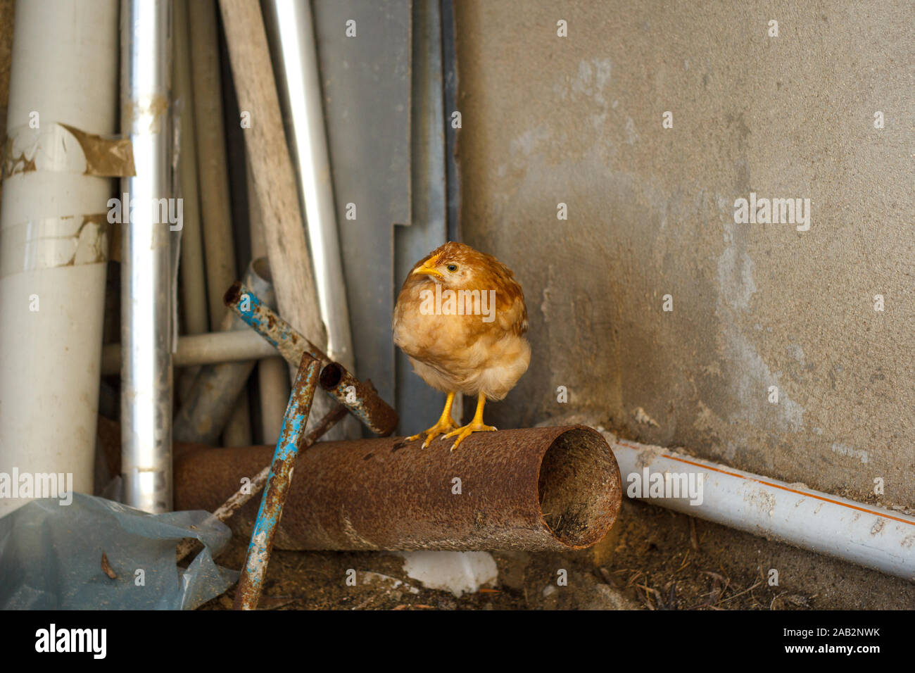 Red little chicken sitting on a rusty metal pipe in old farm barn ...
