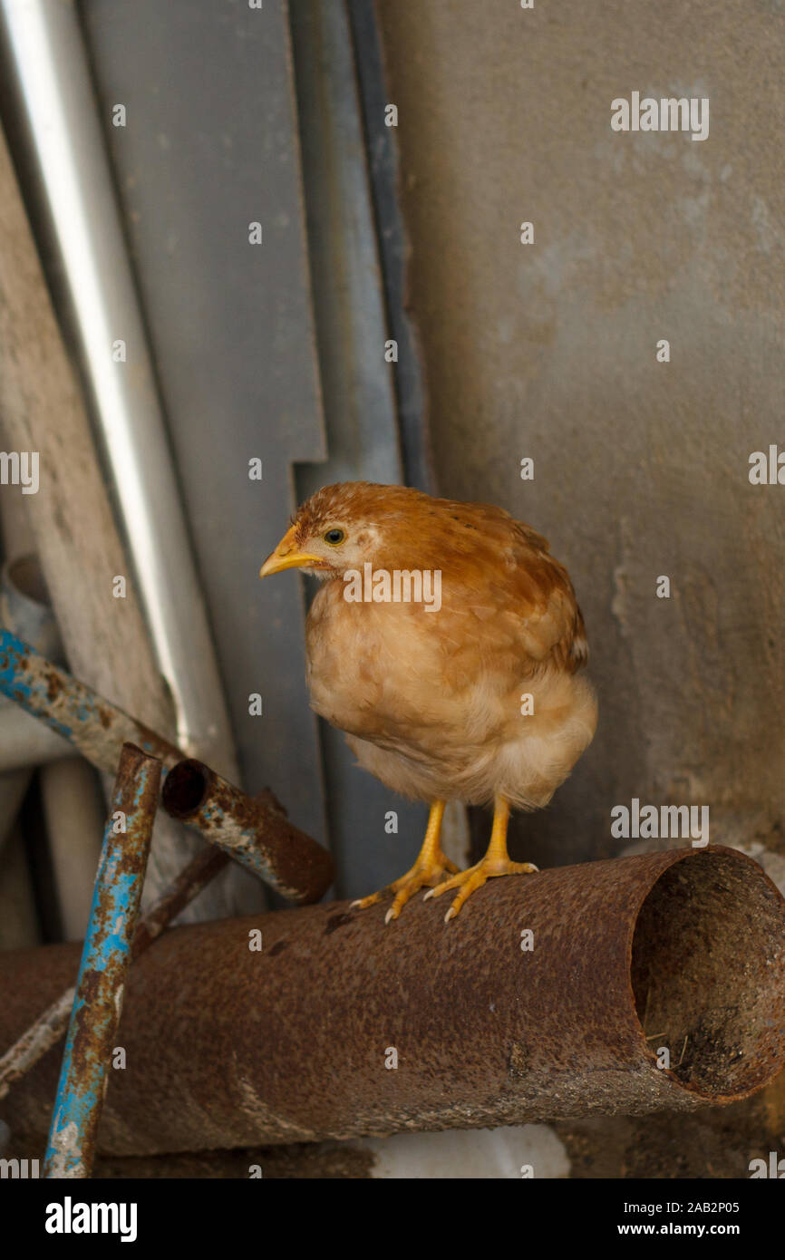 Red little chicken sitting on a rusty metal pipe in old farm barn ...