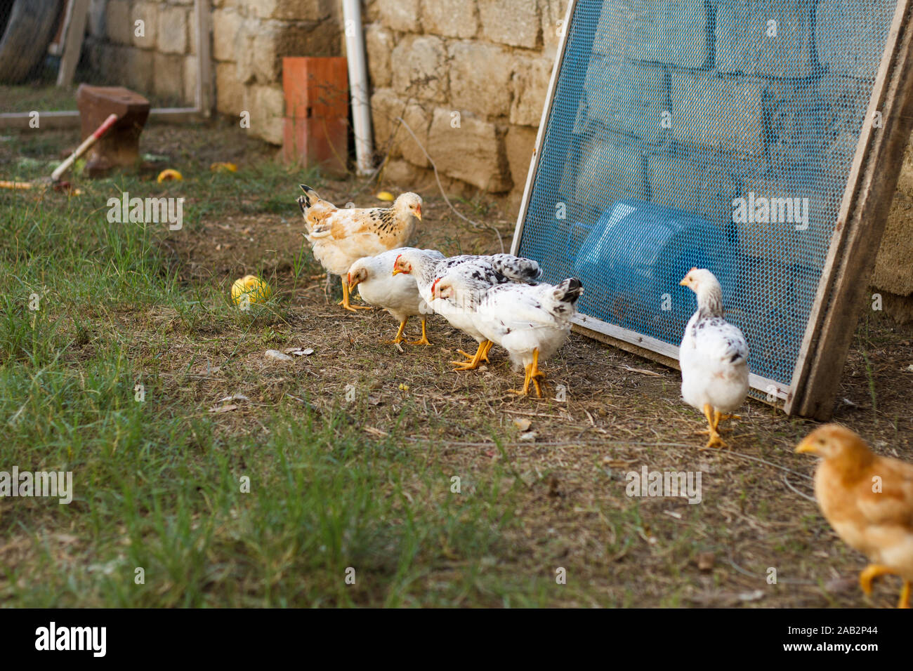 Mess in the yard hi-res stock photography and images - Alamy