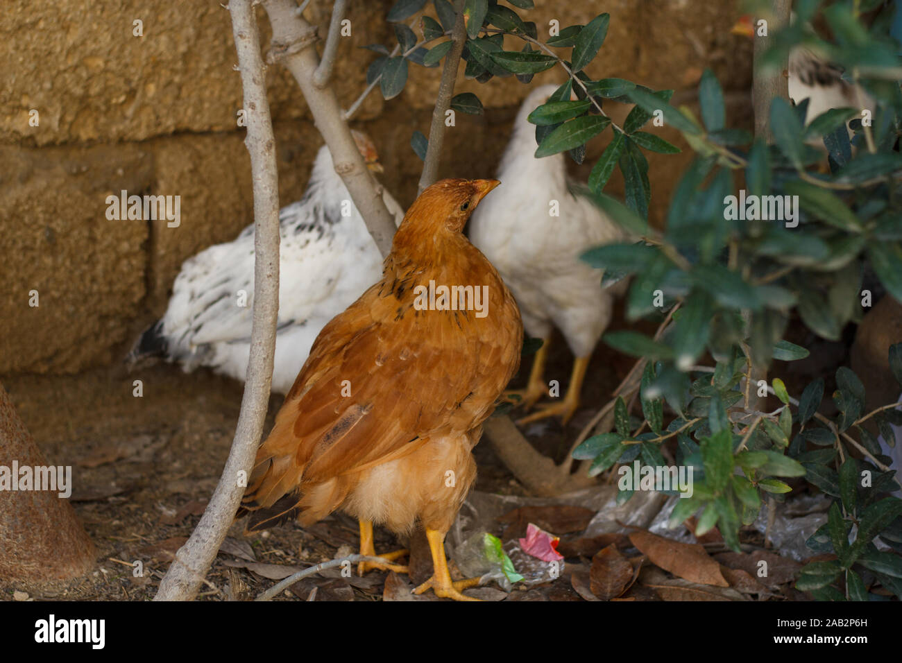 Chickens under the bush hi-res stock photography and images - Alamy