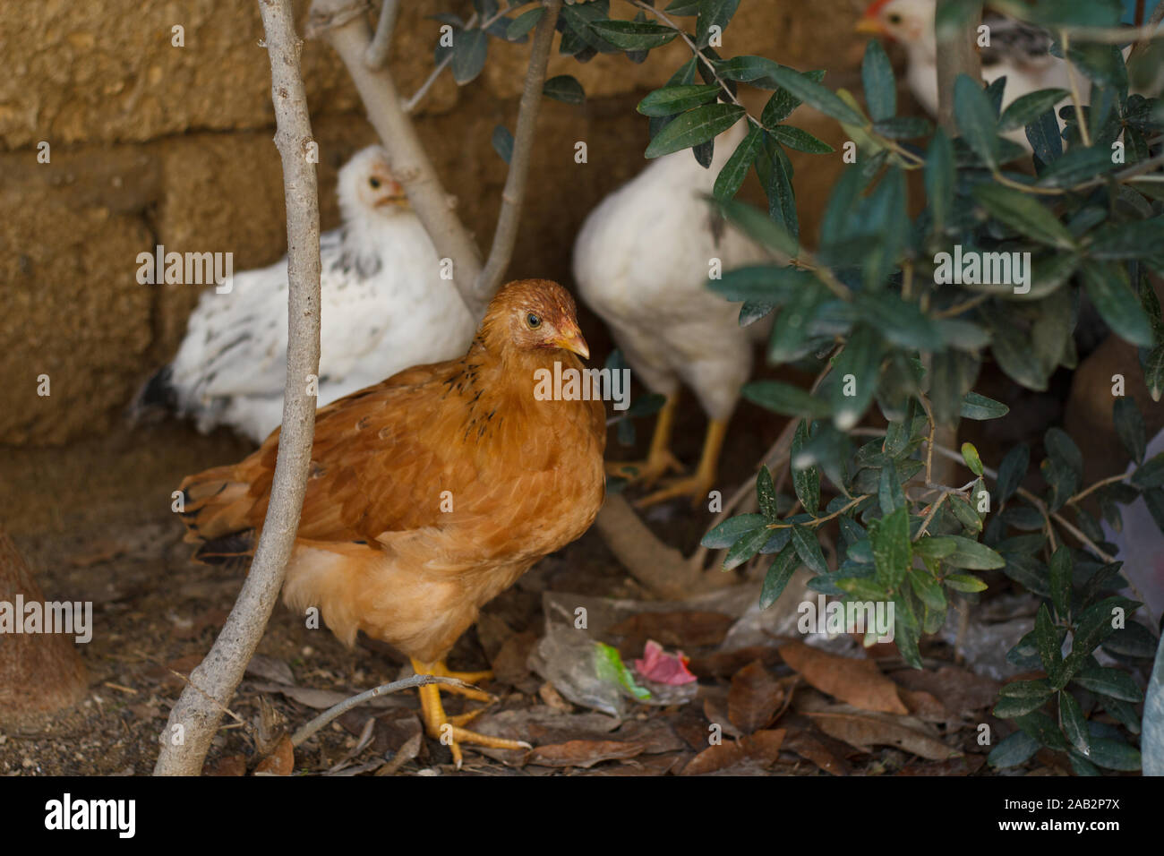 Chickens in small farm hi-res stock photography and images - Alamy