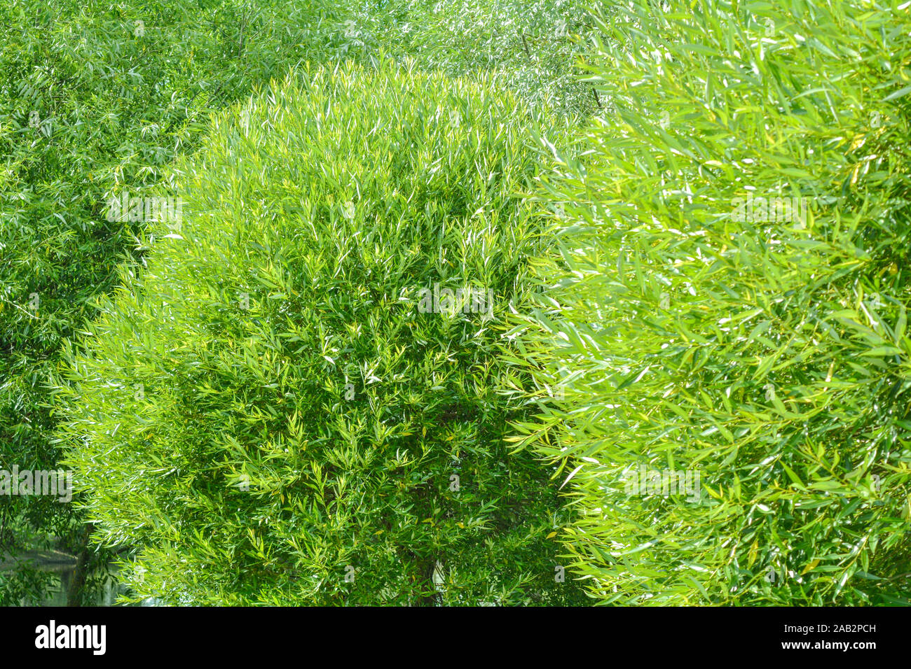 Lush crown of willow tree. Willow tree branches with young green leaves as nature background ...