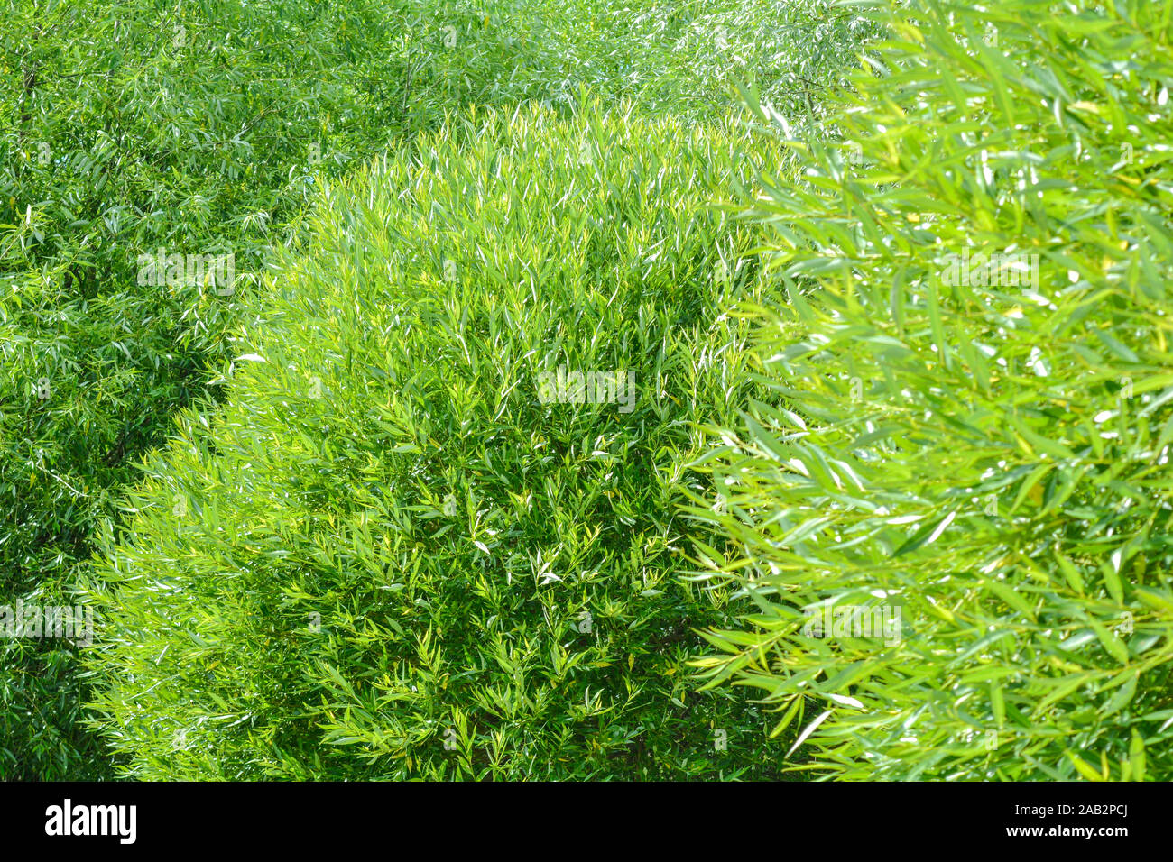 Lush crown of willow tree. Willow tree branches with young green leaves as nature background ...