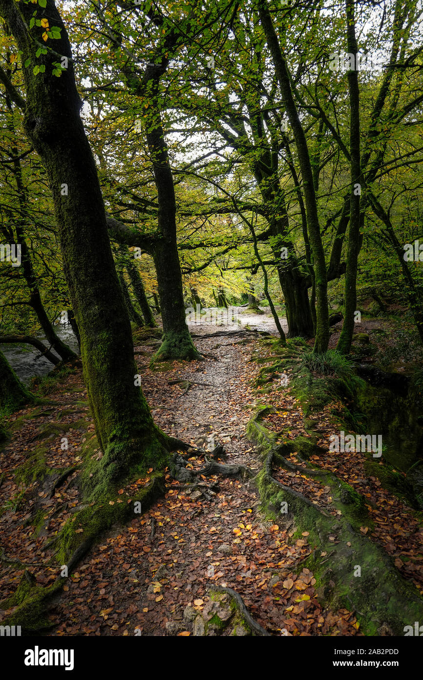 An old rough footpath in the ancient woodland of Draynes Wood in ...