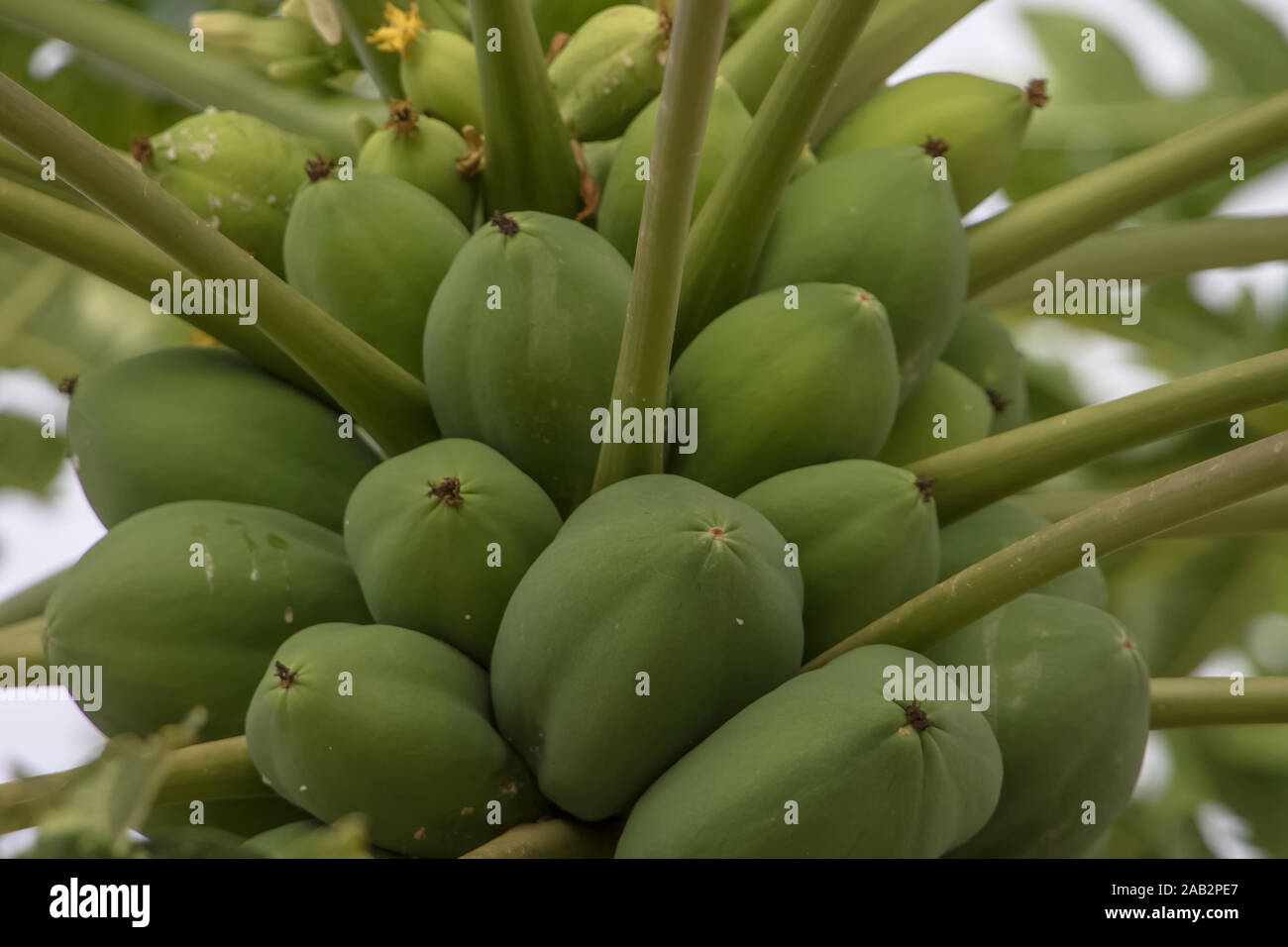 Typically tropical hi-res stock photography and images - Alamy