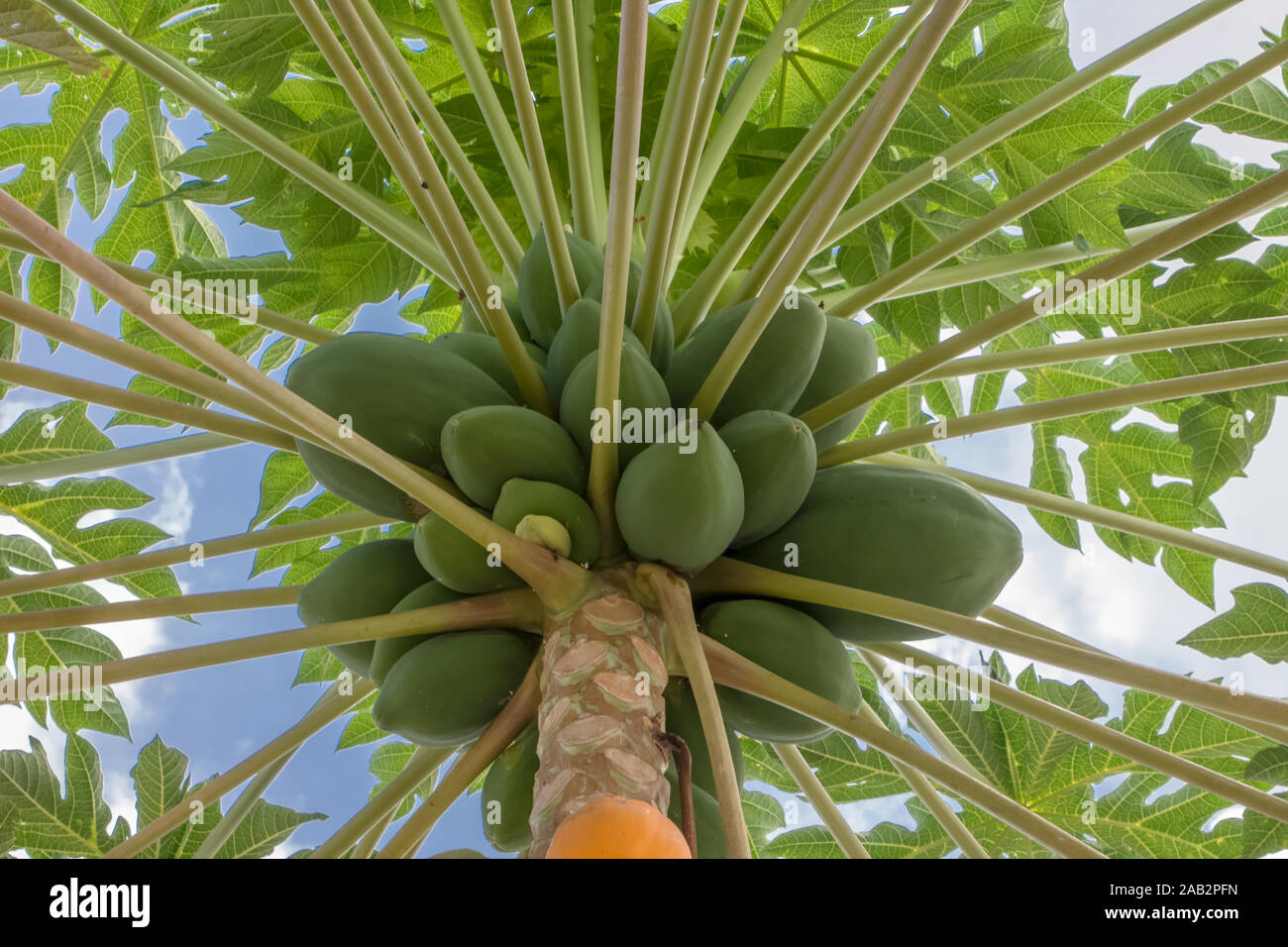 View of papaya tree with detailed growing papayas, typically tropical ...