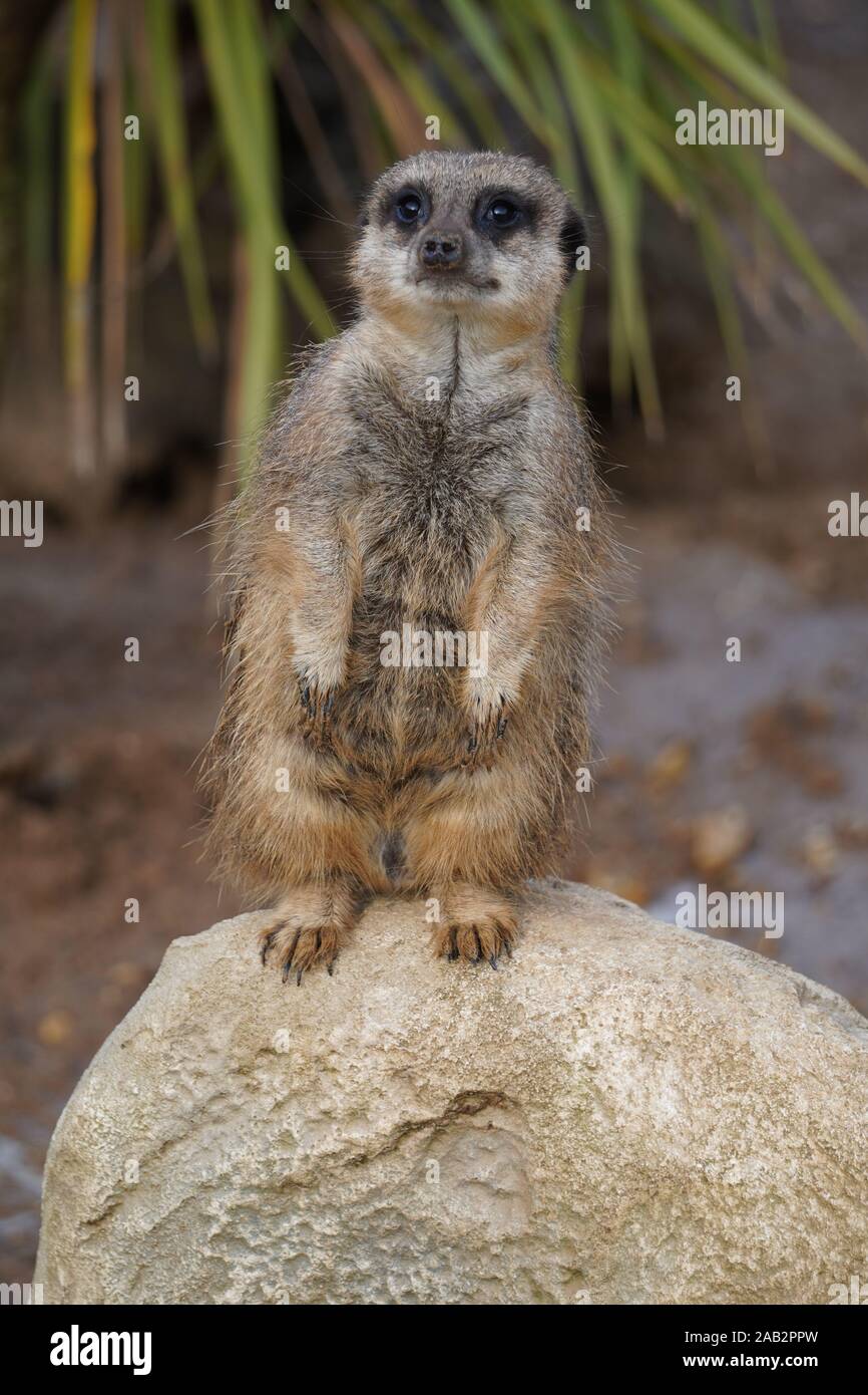 Meerkat cute hi-res stock photography and images - Alamy